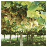 Albariño grape and its wines: Aromatic and crisp white wine