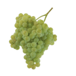 Albariño grape and its wines: Aromatic and crisp white wine
